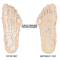 Ball of Foot and Toe Pain – NHS Forth Valley